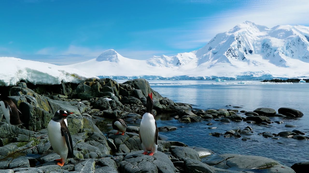Penguin Sounds | Penguin Calling | Wildlife - YouTube