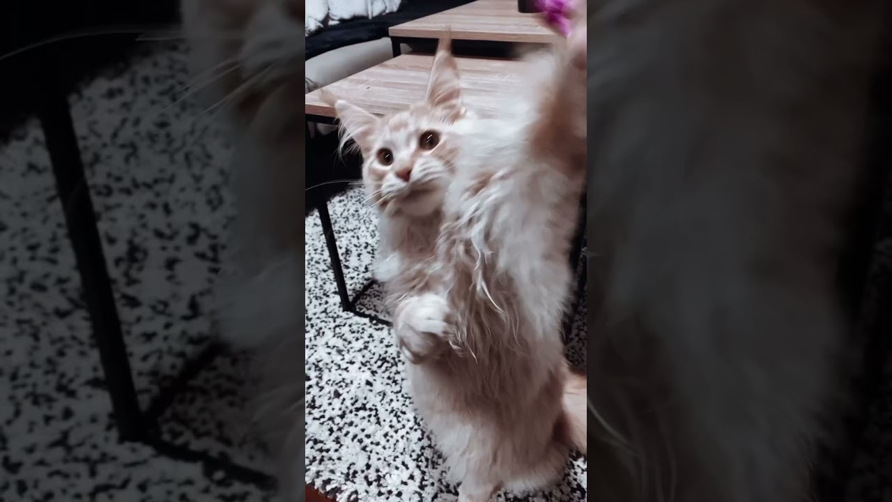 El gato loco cat playing kitten orange Mainecoon - YouTube