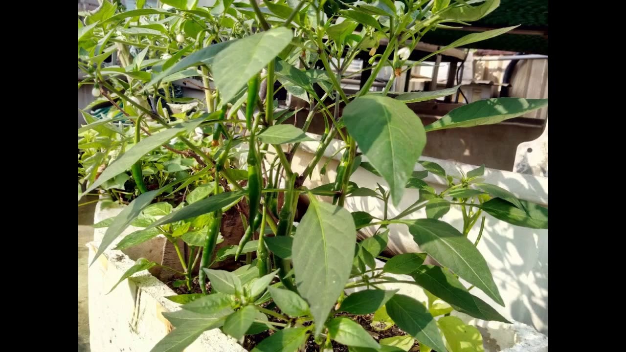 Timun dan tomat hydroponic - YouTube