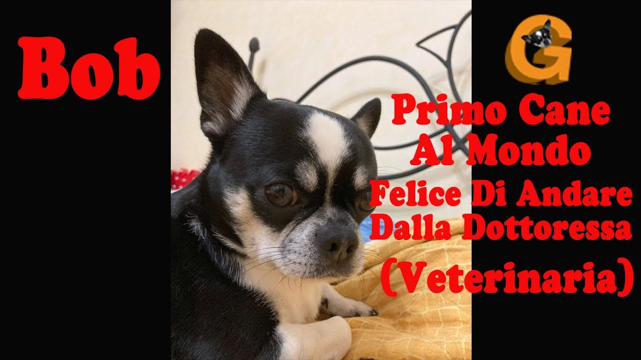 Primo Cane Bob Al Mondo Felice Di Andare Dalla Dottoressa Veterinaria ...