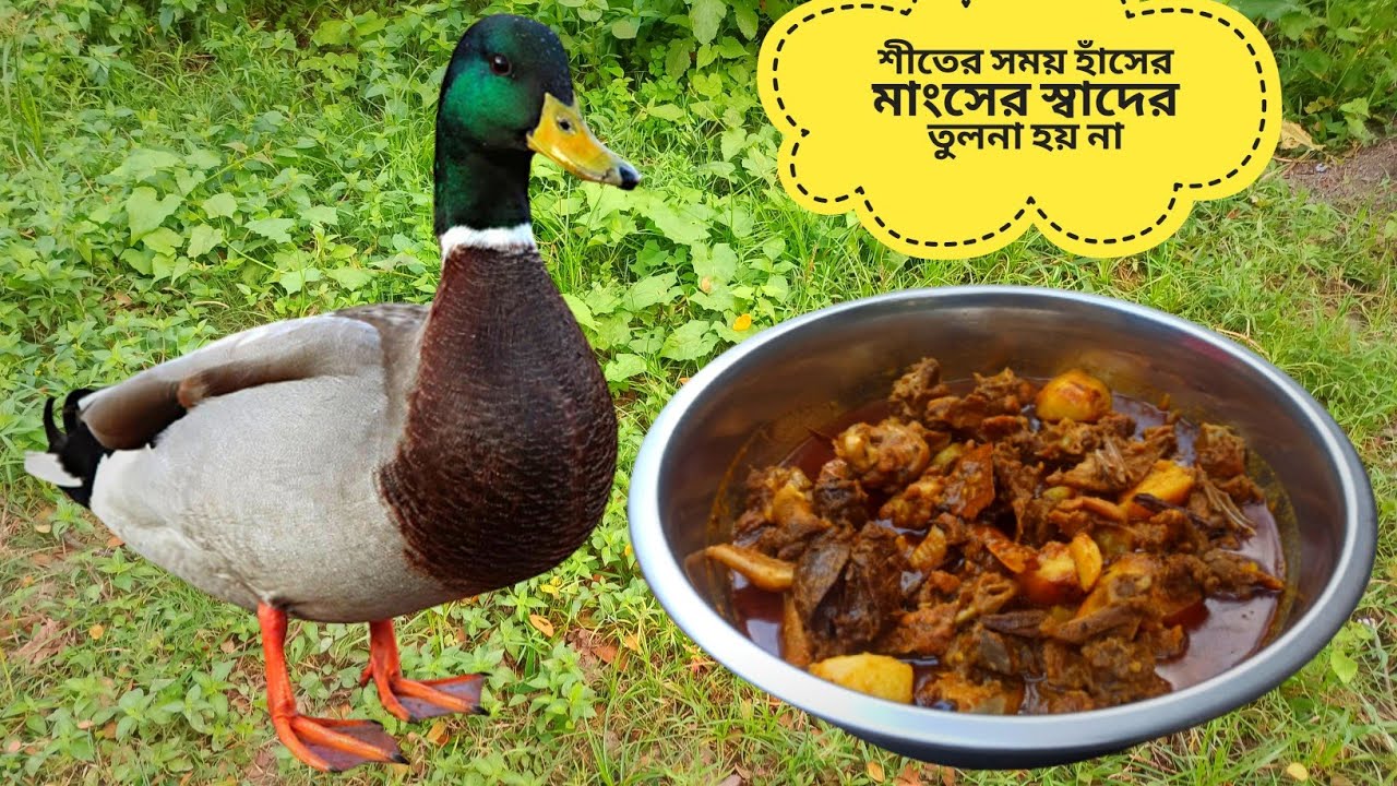 হাঁসের মাংস রান্নার রেসিপি | Winter Season Special Bengali Duck Curry ...