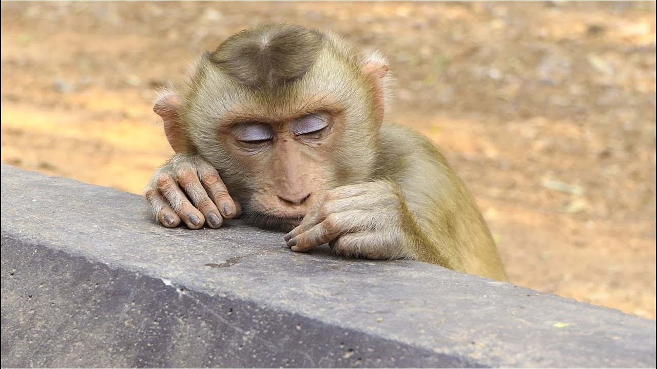 New Abandon Pigtail Skinny Female Monkey Has Many Scar Wound Whole Body ...