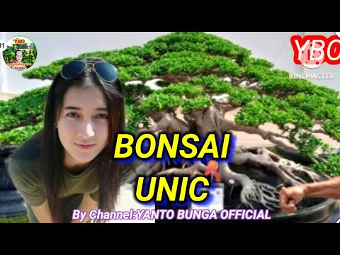 BONSAI UNIC - YouTube