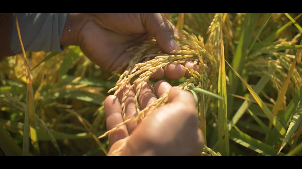 RCEF - Seed Program - YouTube