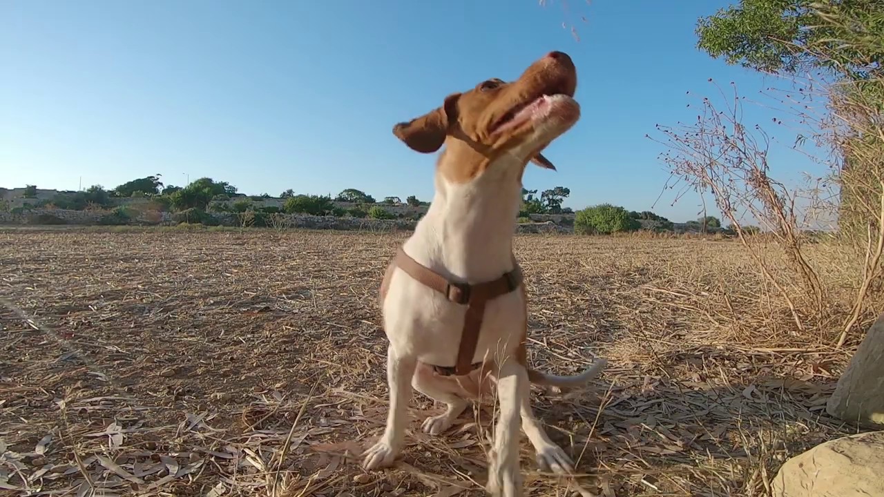 Dog Runs in Slow Motion FREE 4K Stock Footage - YouTube