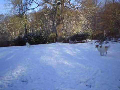 Jamarqui Borzoi playing in the Snow - YouTube