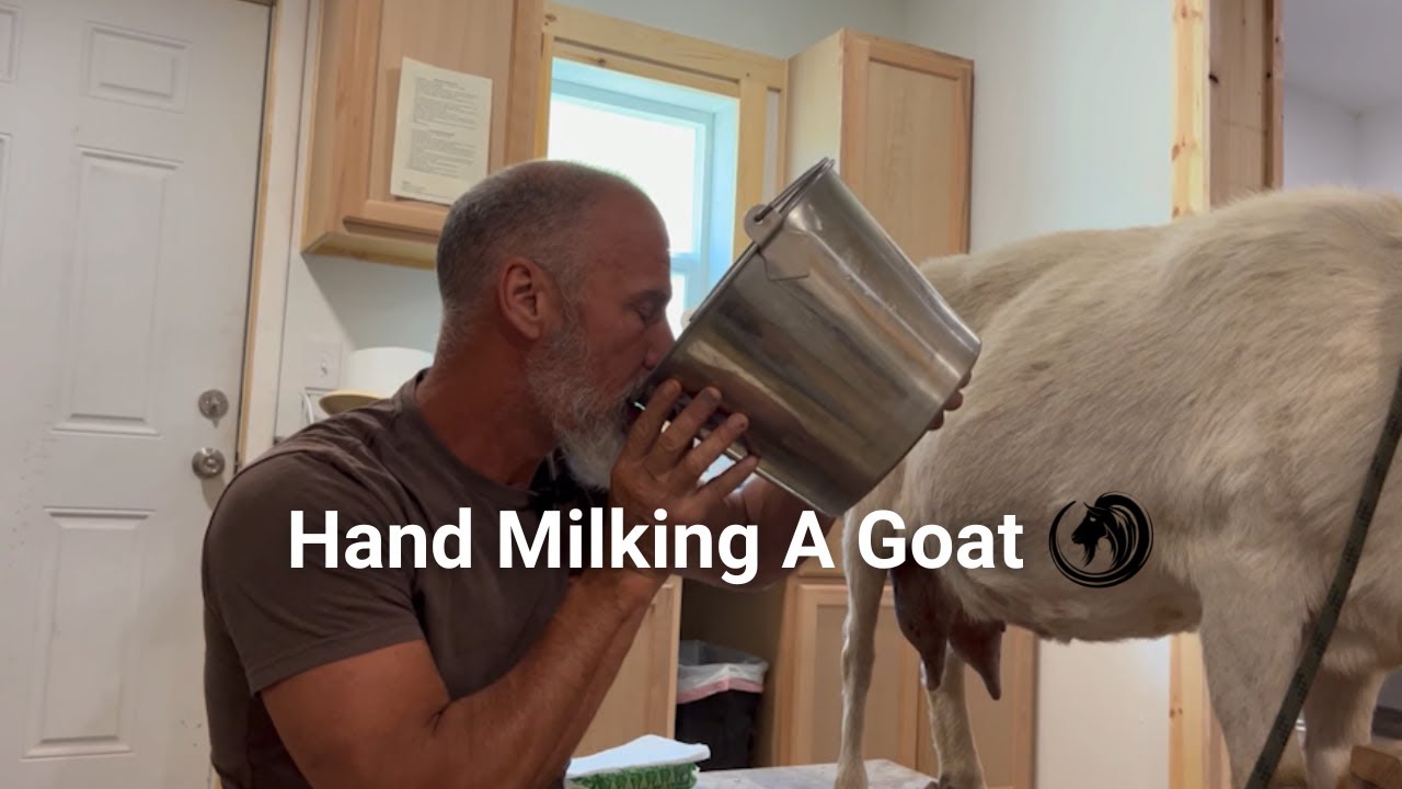 Hand Milking and The Value of Goat Milk - YouTube