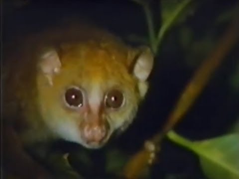 Vida Selvagem - As Últimas Florestas Tropicais - Parte 5 / 5