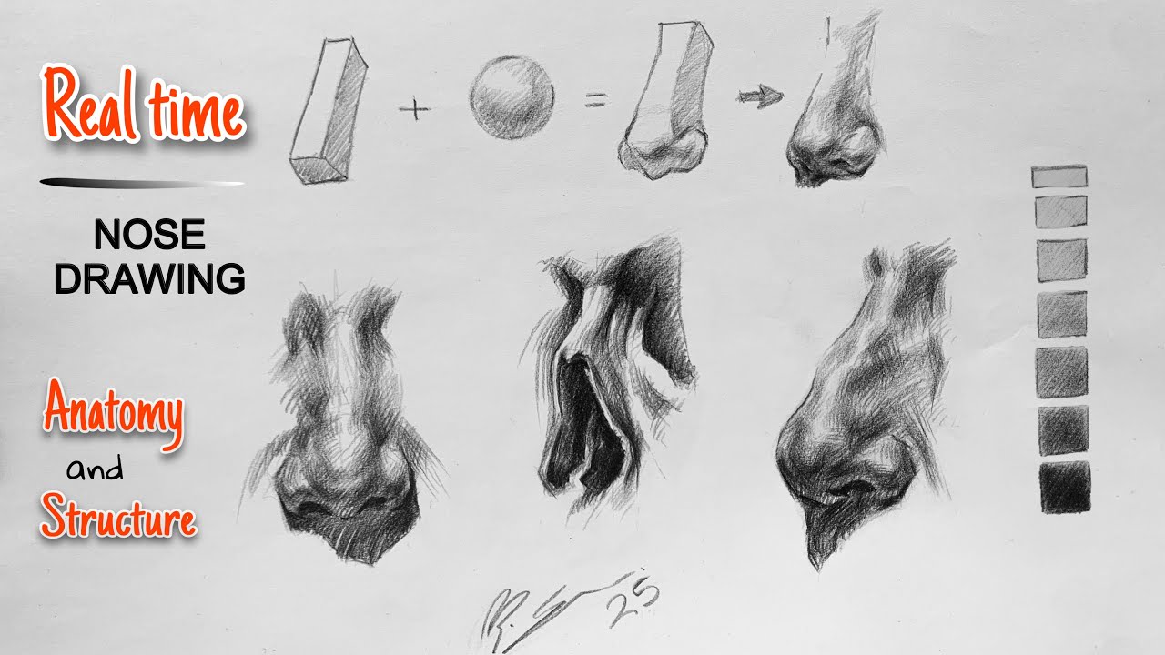 How to Draw a NOSE | Anatomy and Structure | step by step tutorial ...
