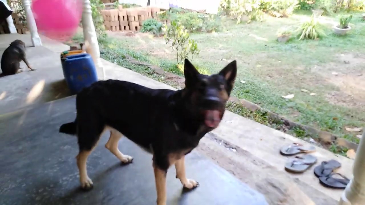 German Shepherd play with a ball 🐕 🐕 - YouTube
