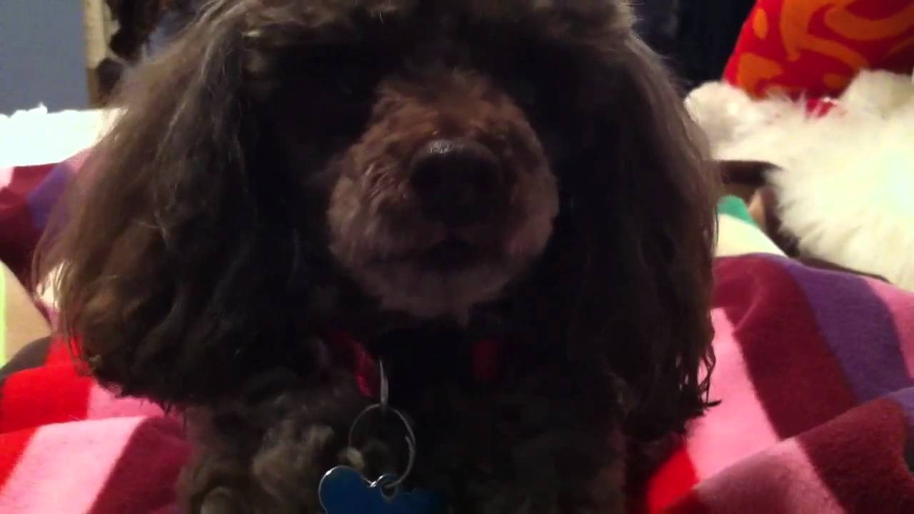 Toy Poodle Begging for a COOKIE! - YouTube