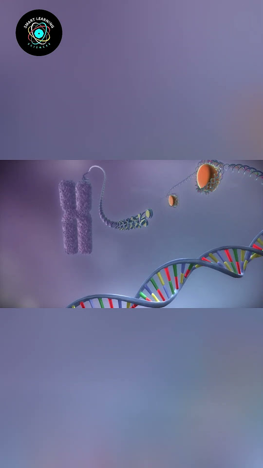 Unlocking the Genetic Symphony: From DNA Blueprint to Protein ...