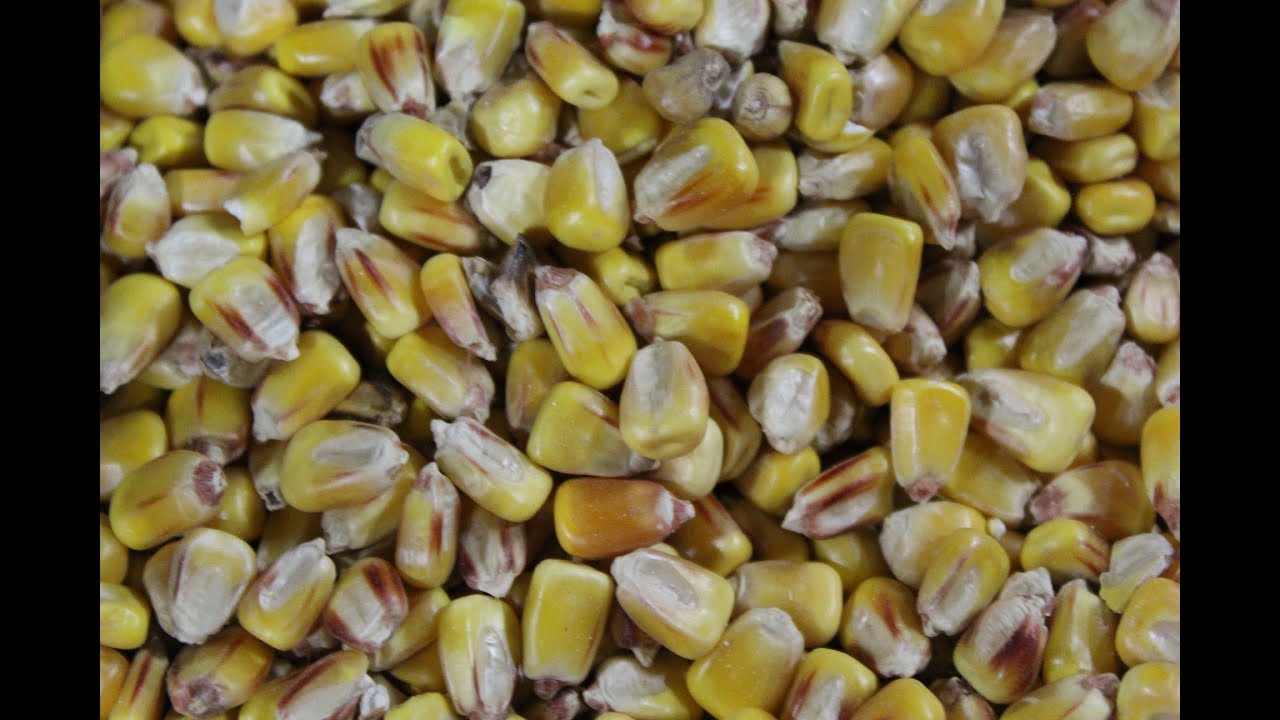 Hammer Mill Grinding Corn - YouTube