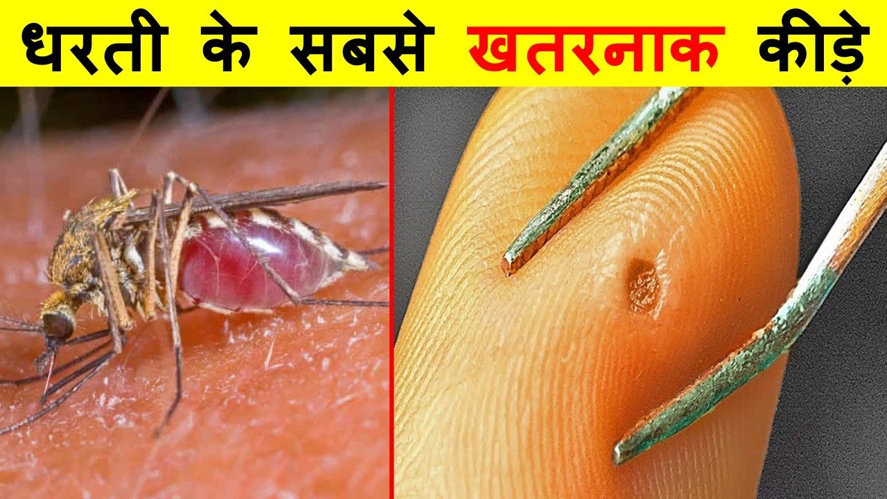 इन 15 कीड़ों को देखते ही मार देना चाहिए। 15 EARTH'S MOST DANGEROUS ...
