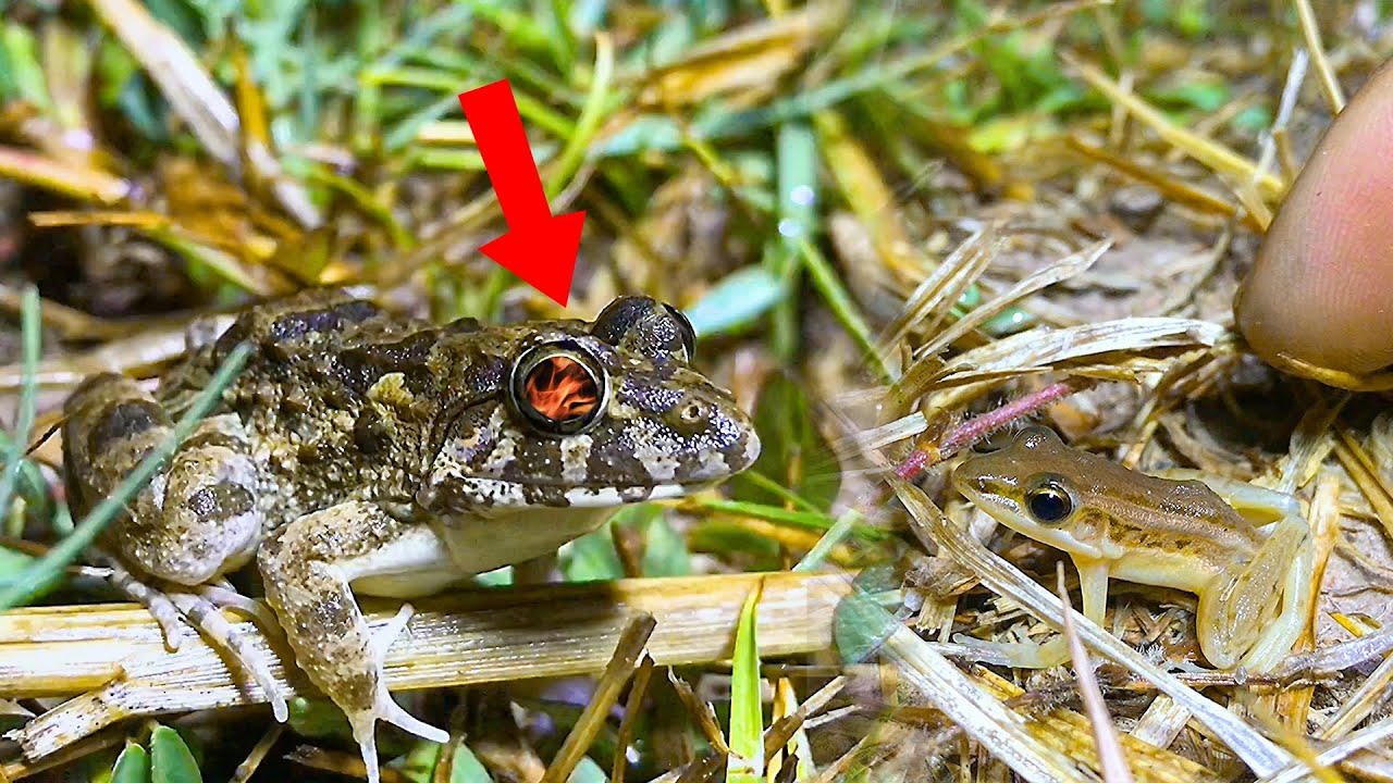 Catch frogs jumping for fun | Catching bull frogs funny | catch a frog ...