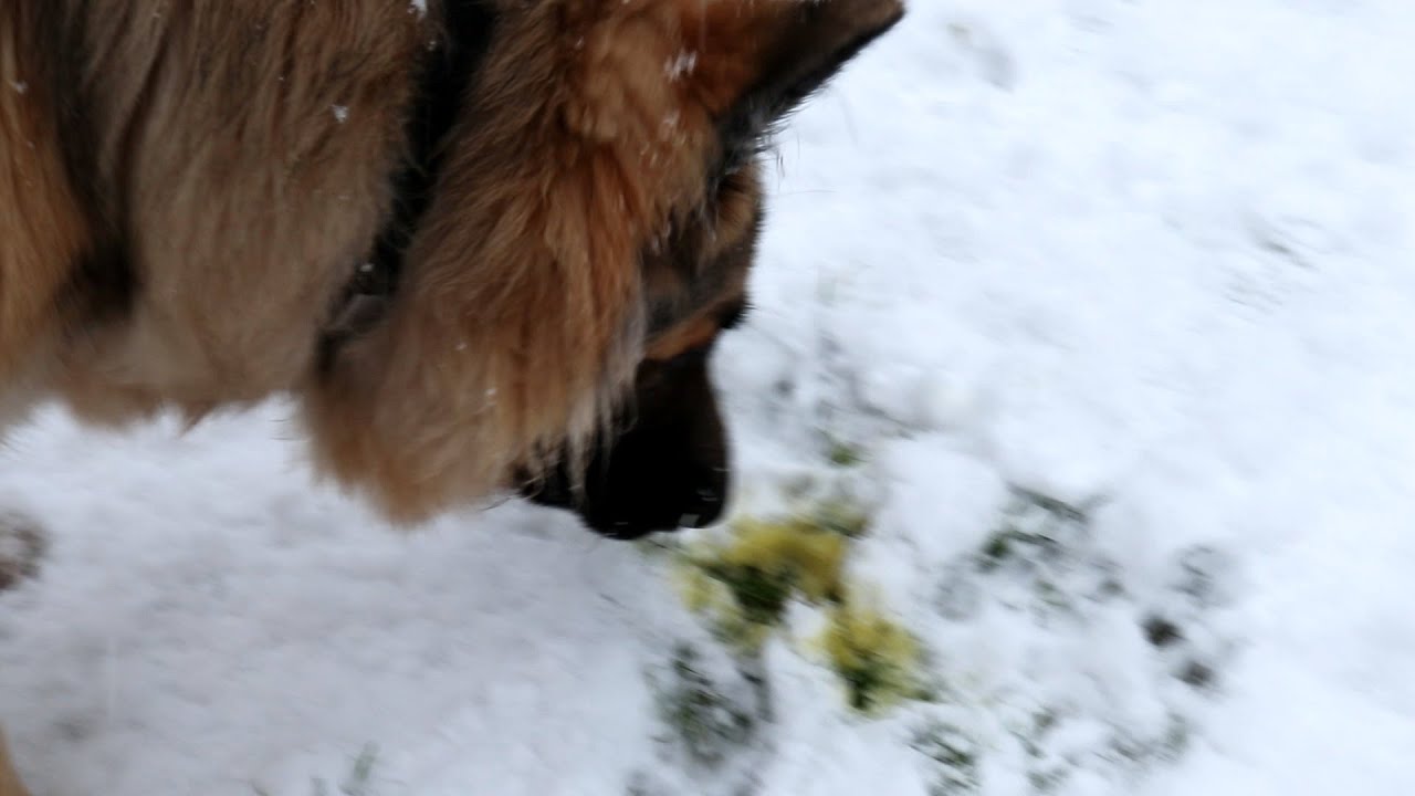 Dog Reacts To Snow For The First Time - YouTube