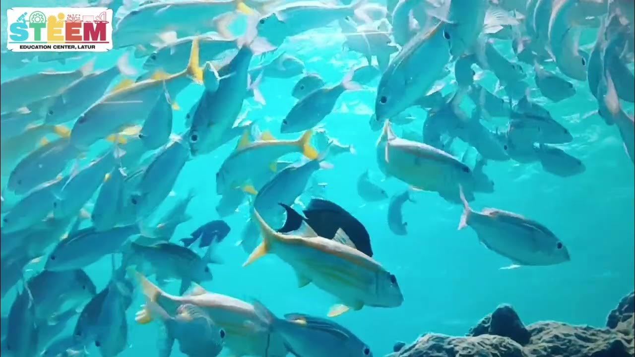 A virtual ocean visit was organized by STEEM Education Center for the ...