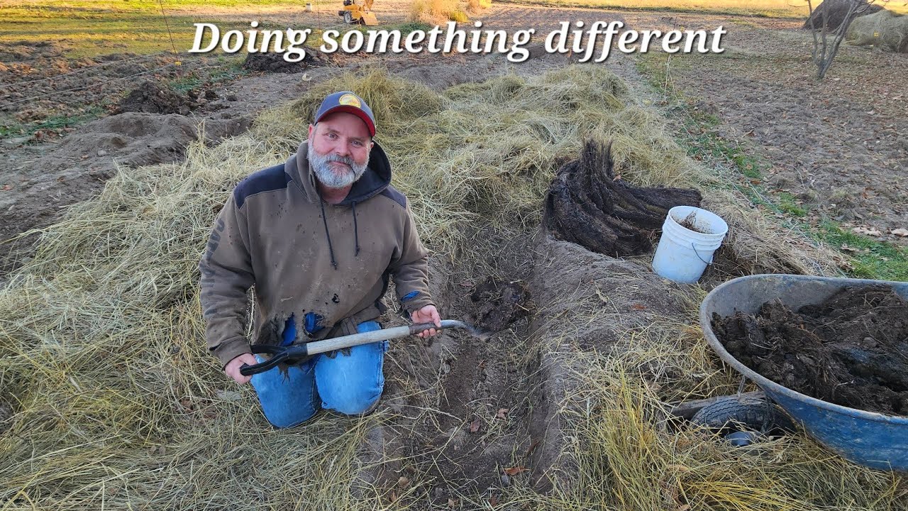 Understanding pumpkin roots made me try this. - YouTube