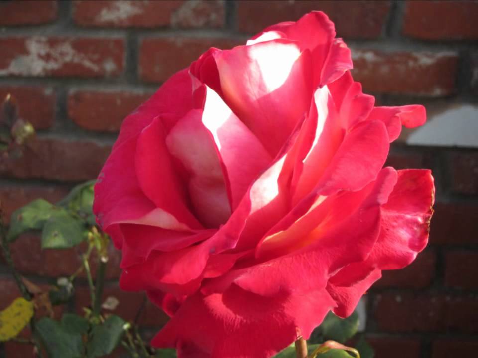 Beautiful Roses for your lover...mom, girlfriend, wife - YouTube
