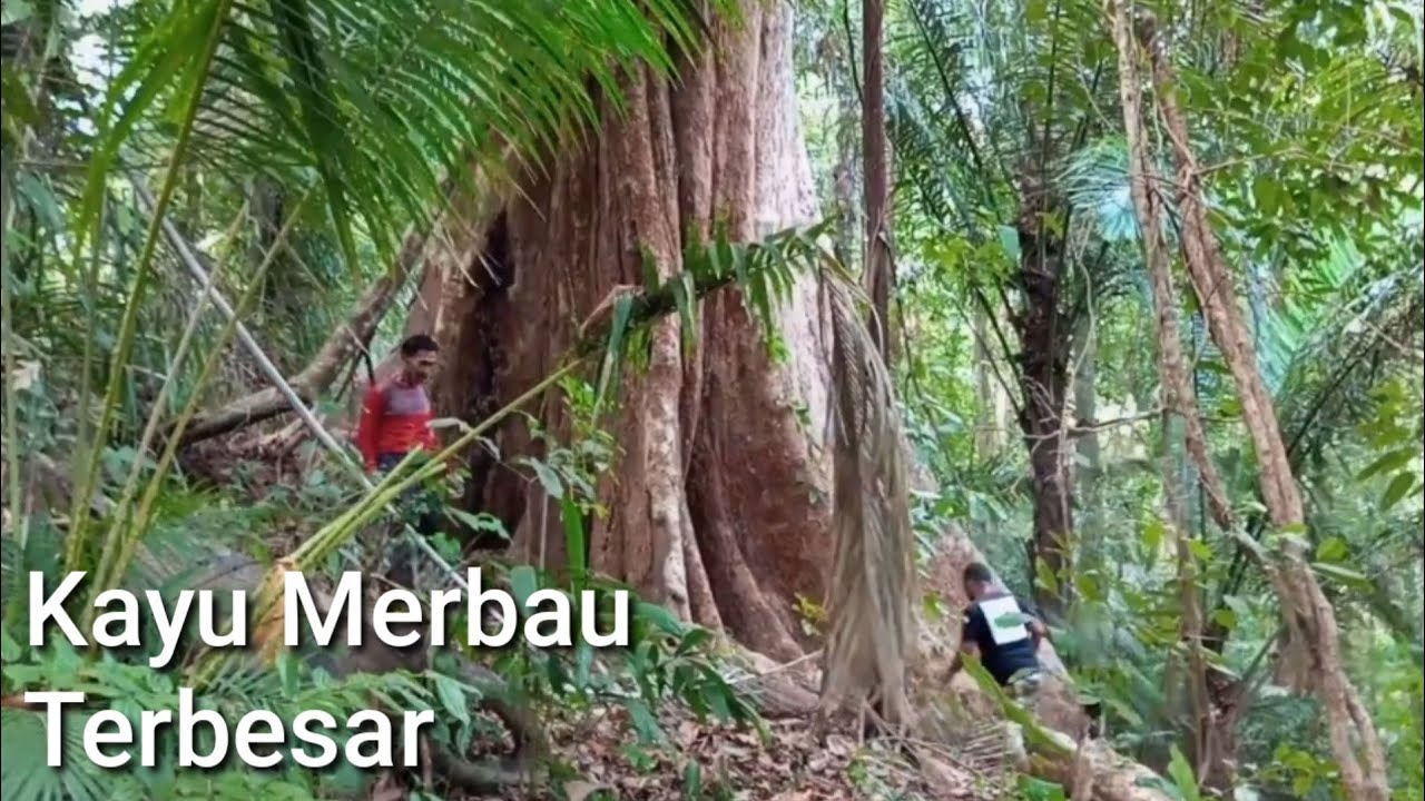 Menemukan Kayu Anglai Atau Kayu Ipil Terbesar Di Hutan - YouTube