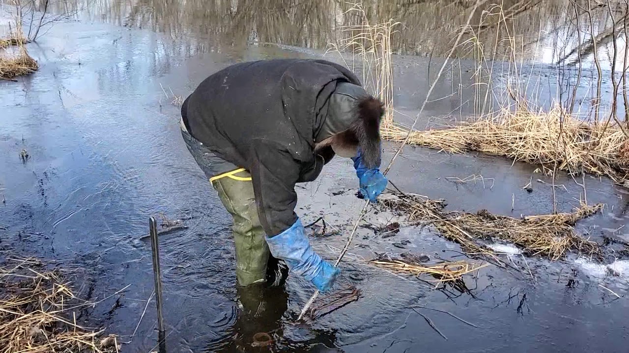 muskrat in a spring beaver/otter 330 blind set - YouTube