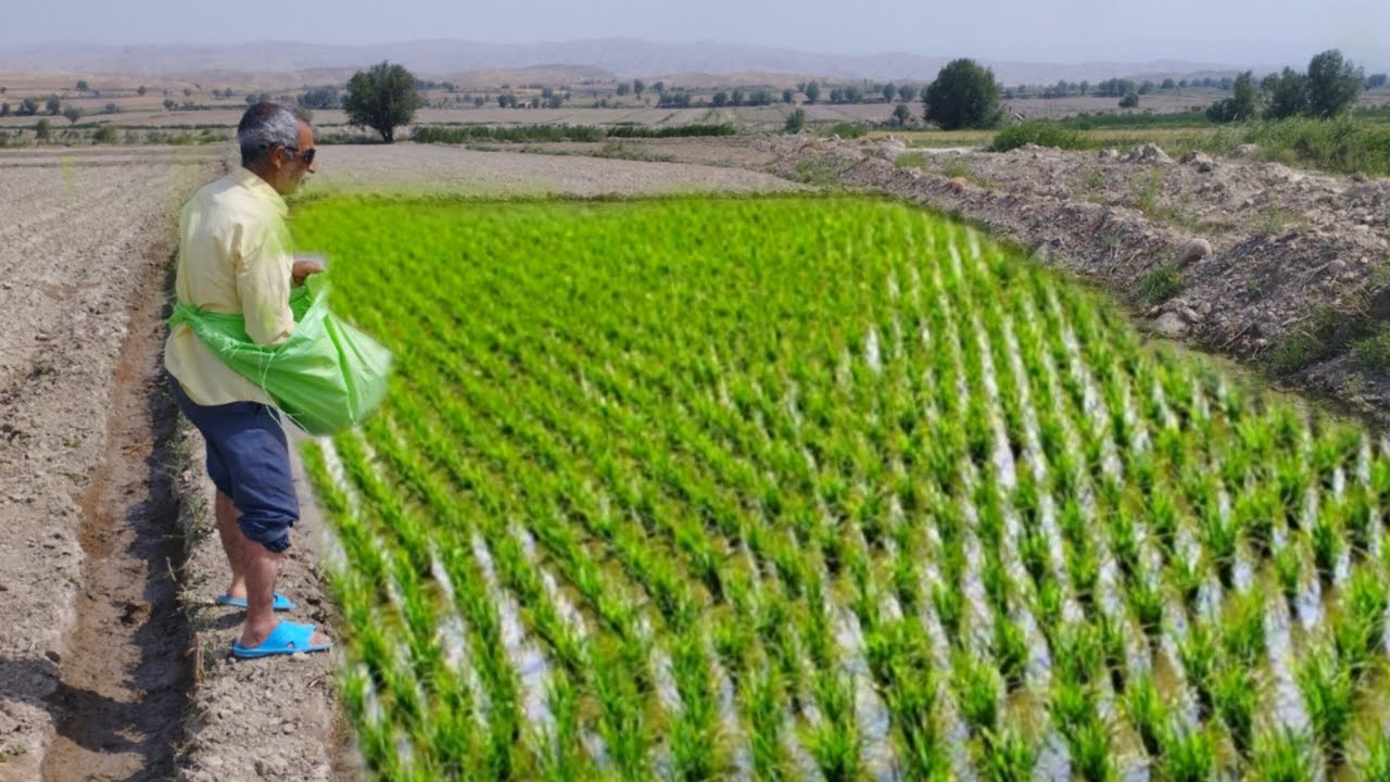 how is rice grown and processed | planting rice in village - YouTube