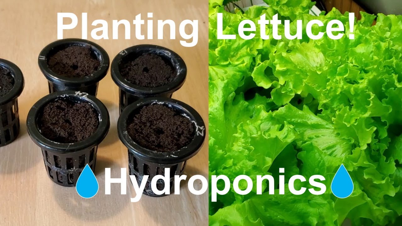 Planting and Moving Lettuce in our Hydroponic Rail System - YouTube