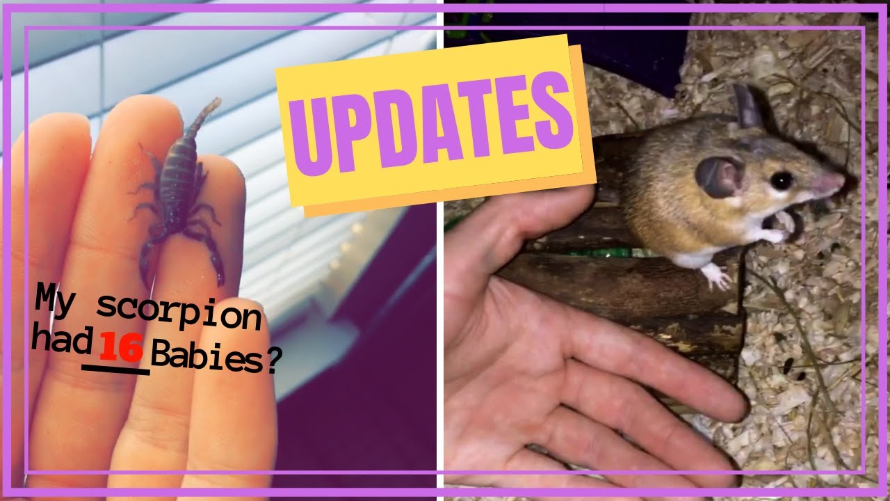 Scorpion Babies and Spiny Mice? | Update Video - YouTube