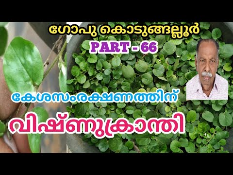 VISHNUKRANTHI PLANT || VISHNUKRANTHI || VISHNUKRANTHI PLANT MALAYALAM ...