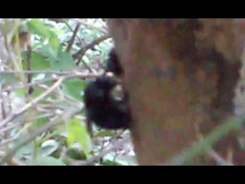 El moyote: Mosco negro - YouTube