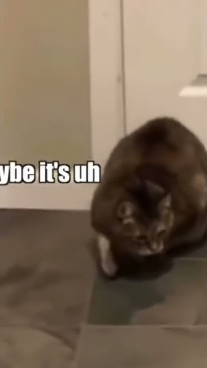 When the catnip hits - YouTube