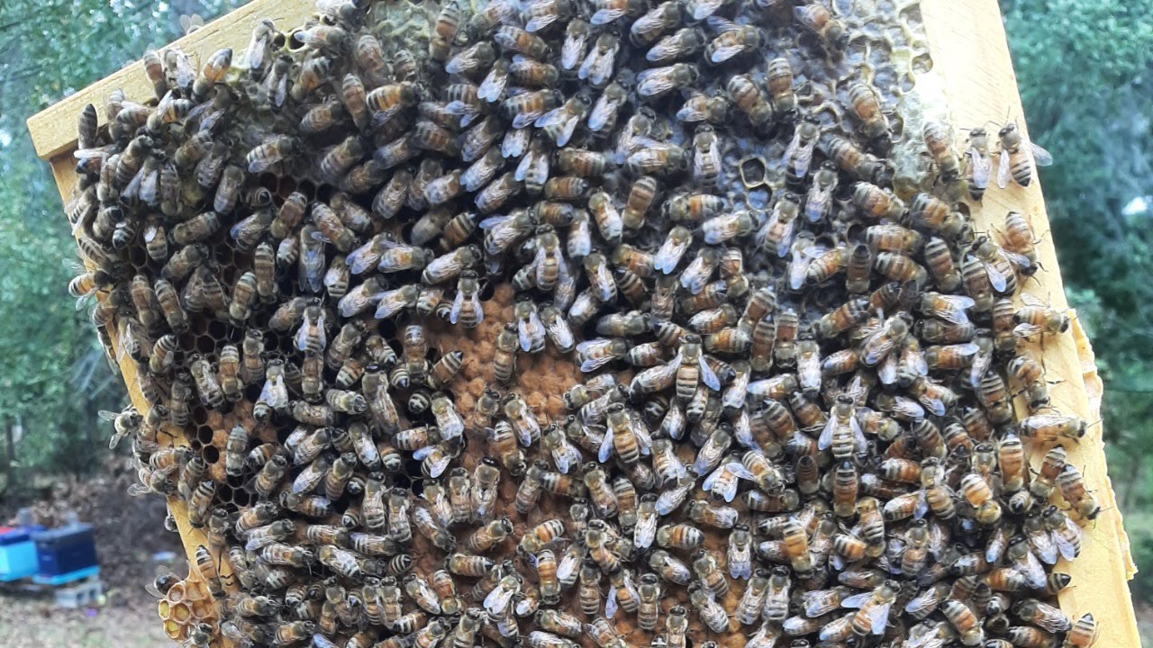 Monday Night Live Beekeeping Chat - No life Beekeepers - YouTube