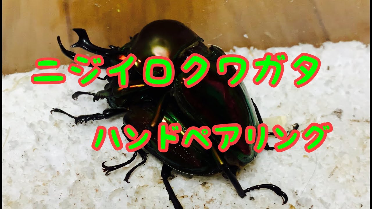 ニジイロクワガタのハンドペアリングのやり方 Youtube 2658