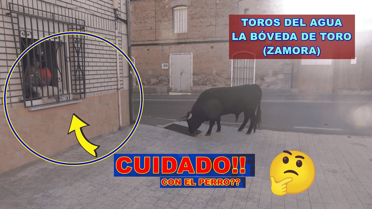 La Bóveda De Toro (Za). "Toros Del Agua": 26/4/2025 - YouTube