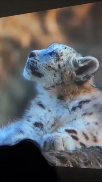 Snow leopard - YouTube