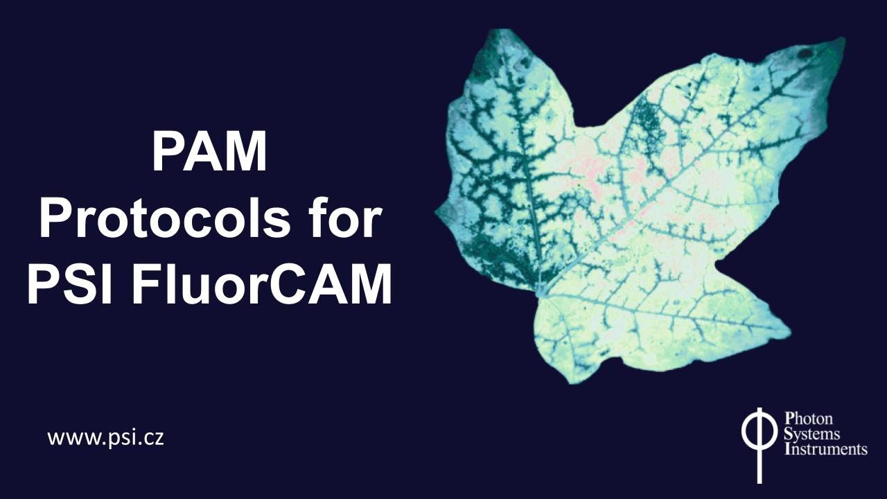 Protocols for Pulse Amplitude Modulation (PAM) Chlorophyll Fluorescence (Part 4 of 4) - YouTube