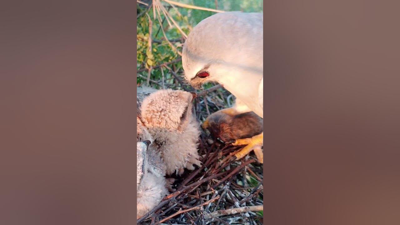 Meat Feed For Babies 2 shorts YouTube meat-feed-for-babies-2-shorts-youtube