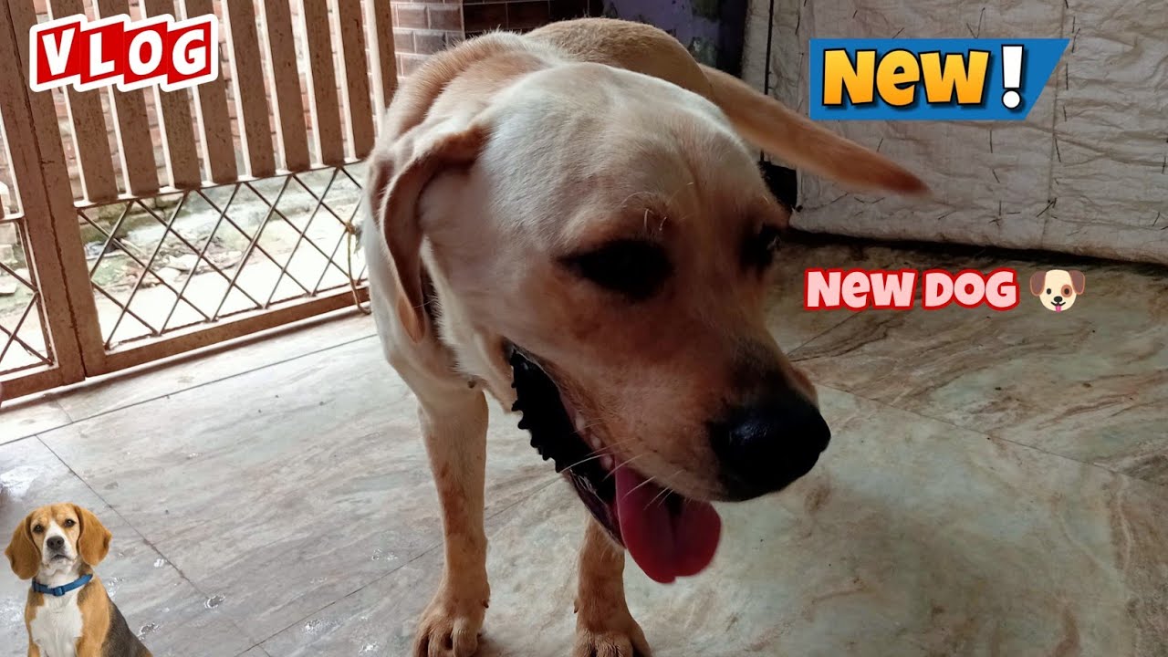 my new dog 🐶 🐕🐕!!deepak vlogs 786. . - YouTube