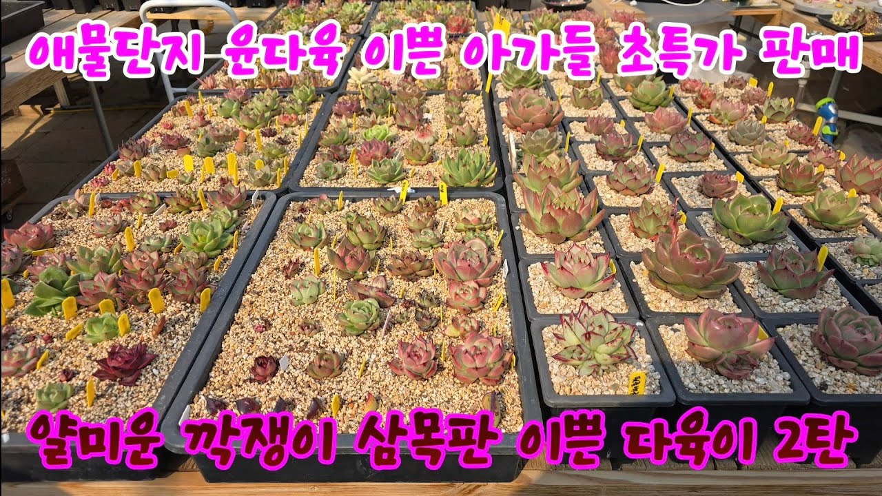 얄미운 깍쟁이 윤다육 삼목판 이쁜 아가들 6 2 데이전 특별 할인행사 최대 90 까지 할인이 됩니다 묵둥이 창 귀둥이 선별 특이종 윤다육 달콤한총각다육