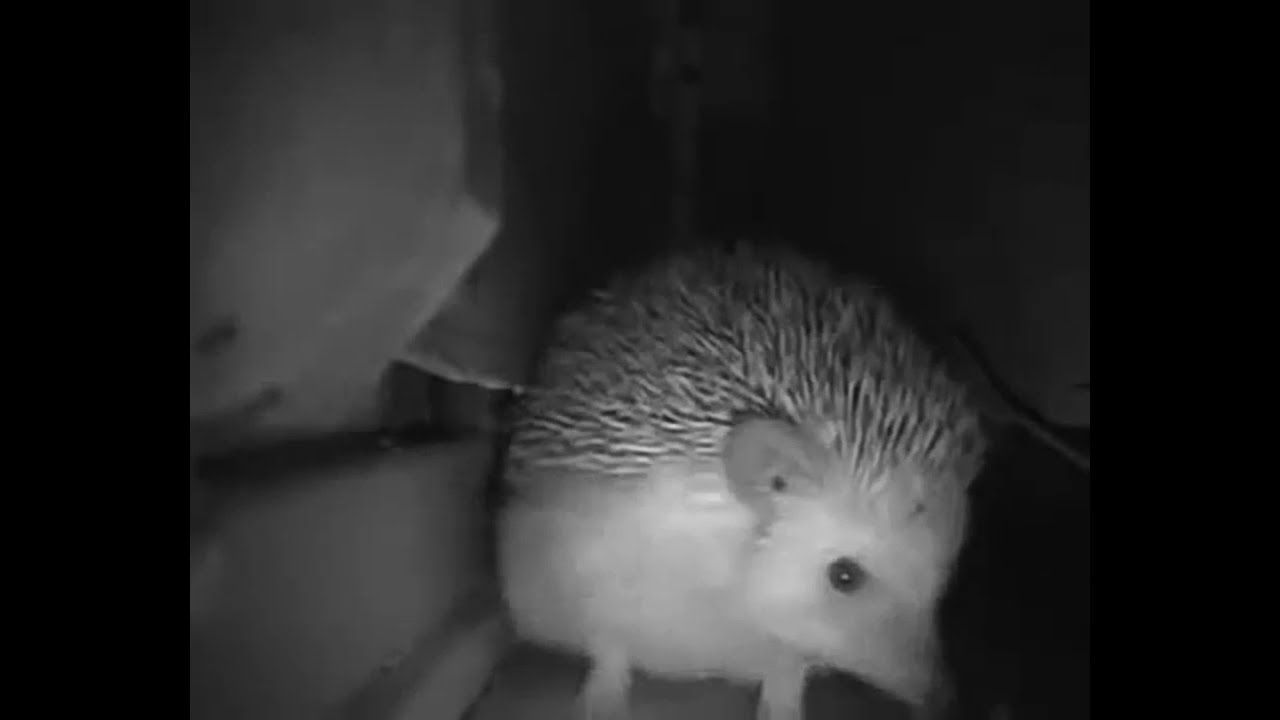 Hedgehog sneezes(Explosion meme) - YouTube