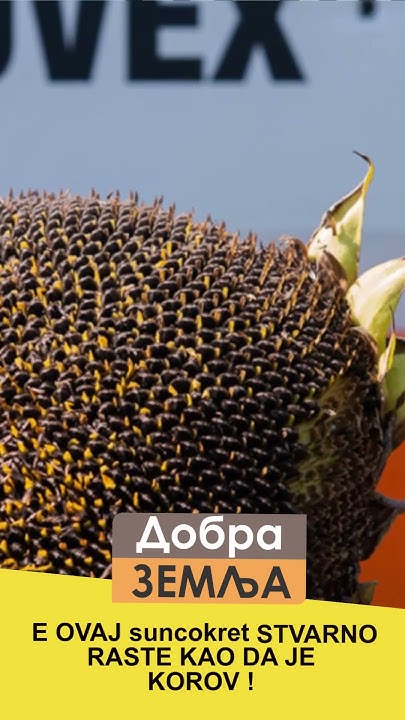 SUNCOKRET KOJI RASTE KAO KOROV ! #ratar #traktor #sejalica #suncokret # ...