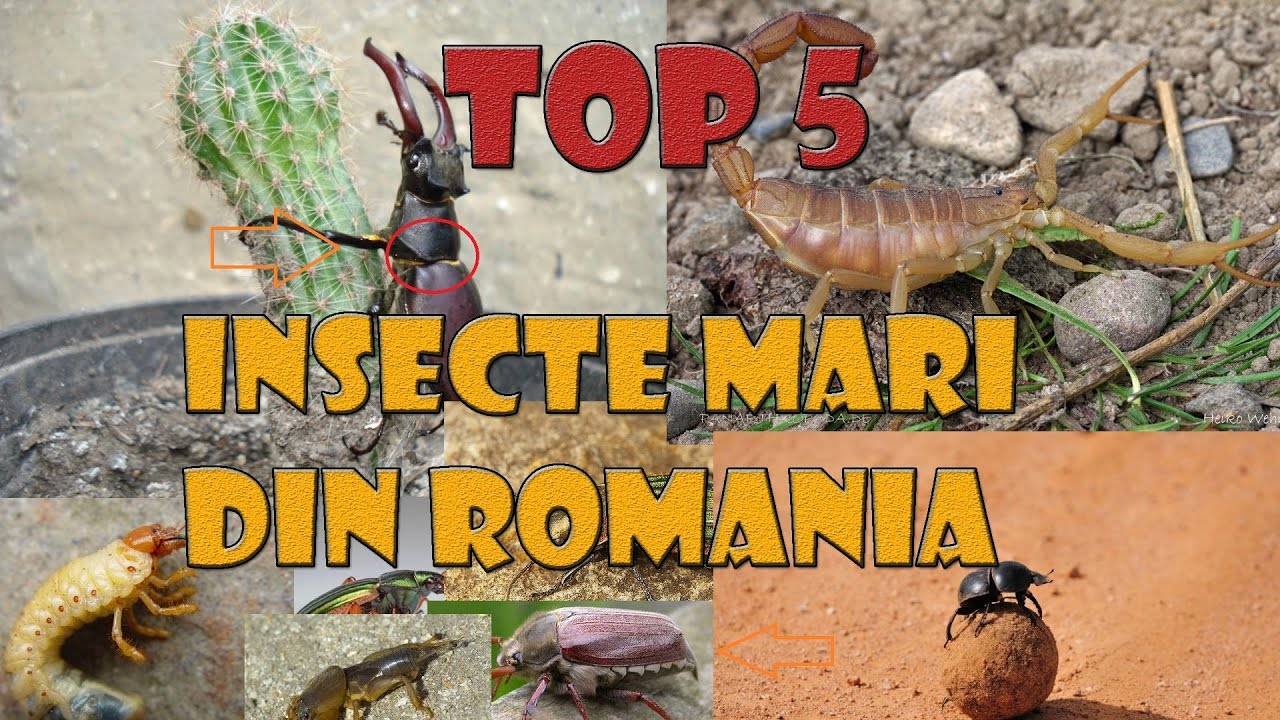 Top 5 insecte mari din Romania - YouTube