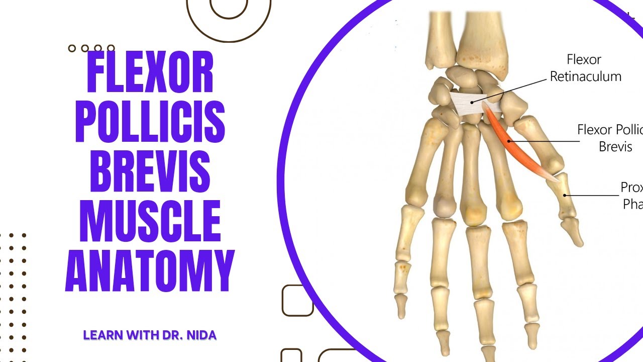 Flexor Pollicis Brevis Muscle Anatomy | Anatomy Lecture Series - YouTube