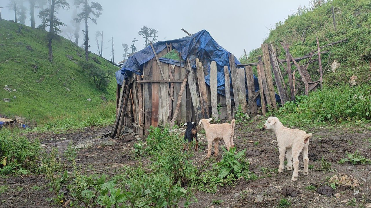 This is Himalayan Life | Nepal🇳🇵| Daily Routine of Rural Village |Ep-30 ...