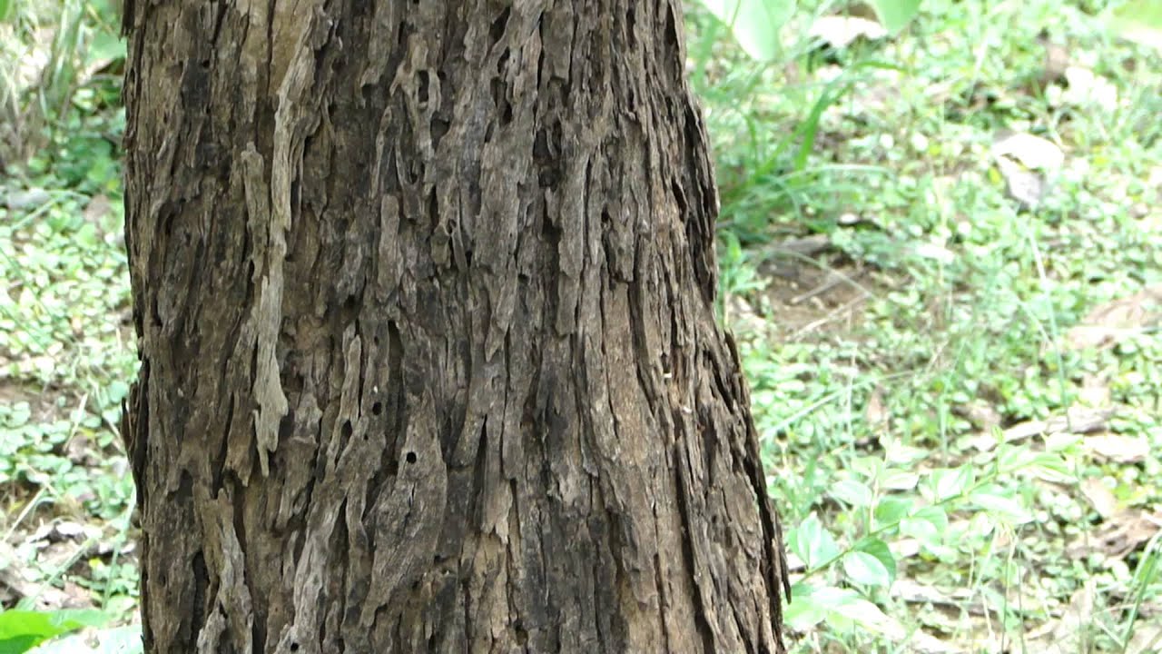 Gastric Disorders: Hyperchlorhydria. © Pankaj Oudhia - YouTube