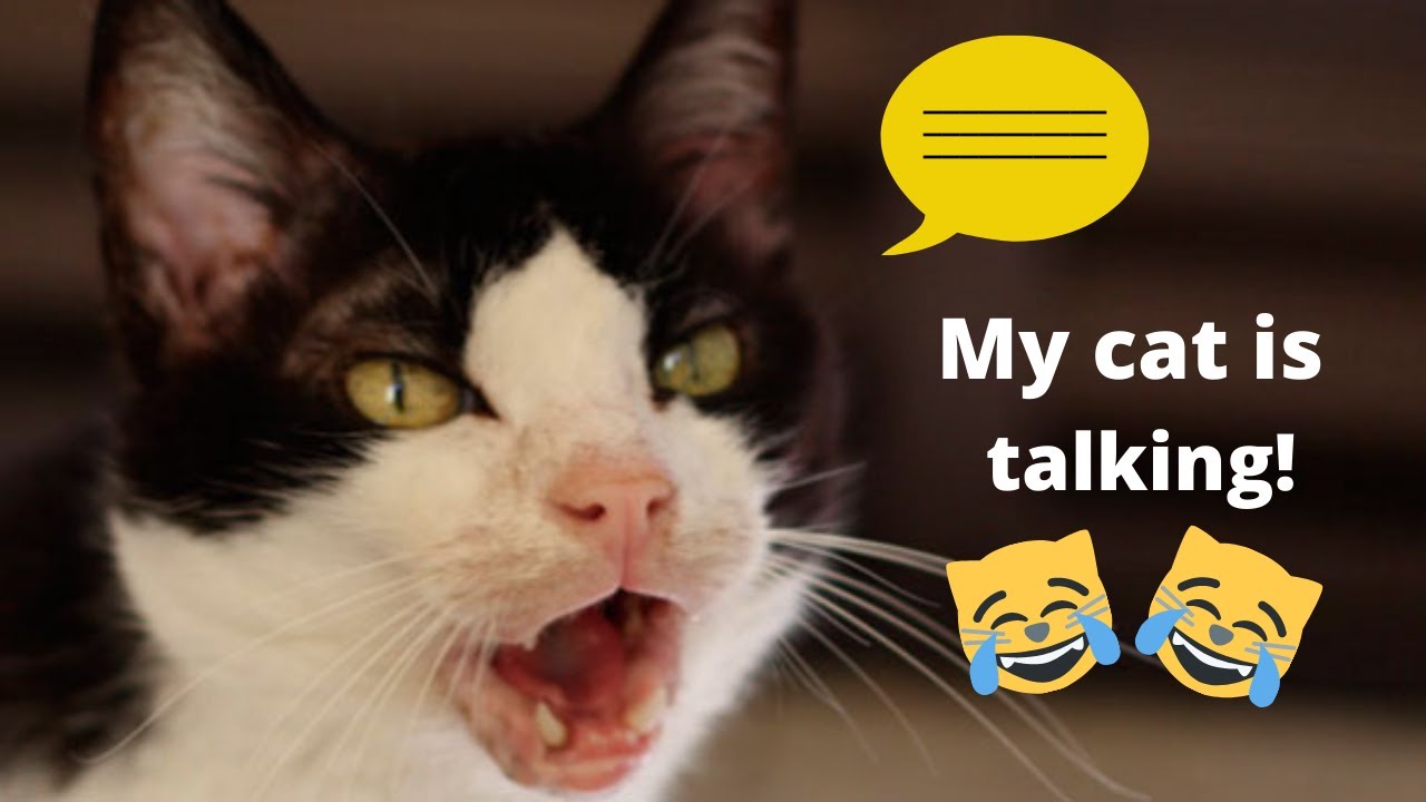 Cats talking! Videos of funny cats. Try not to laugh - YouTube