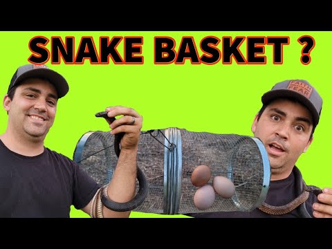 How to Catch Snakes in a Minnow Trap - YouTube