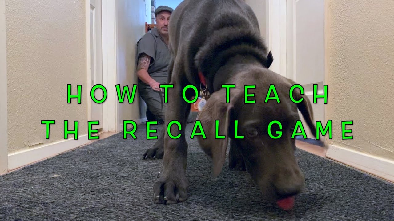 How to Teach the Recall Game - YouTube