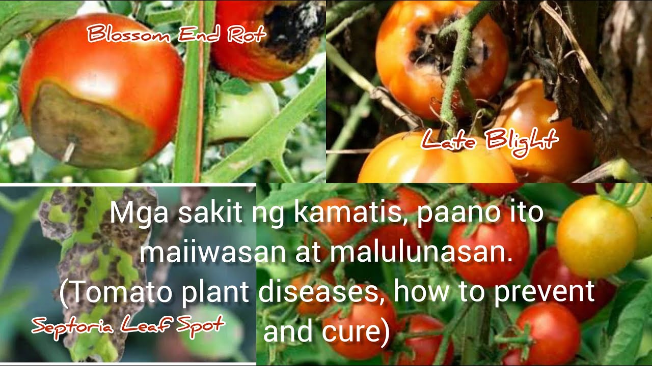 Mga sakit ng tanim na kamatis paano ito maiiwasan at malulunasan. - YouTube