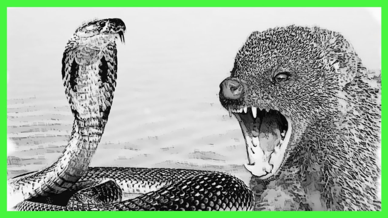 Oldest Tribe in the World: The Epic Hunting Expedition of the San ...